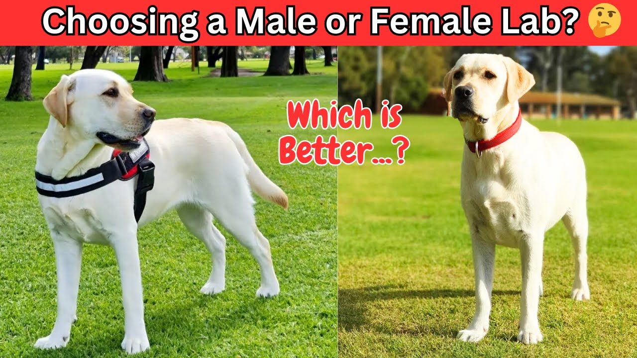 Male Vs Female Labrador: 8 Differences Between Them || Lab Personality ...