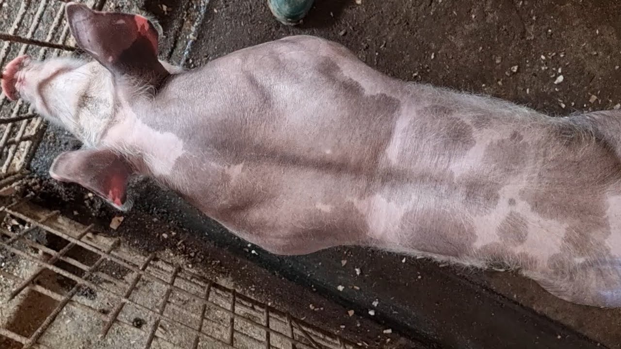 Porci si purcei pietrain belgian!!! - YouTube