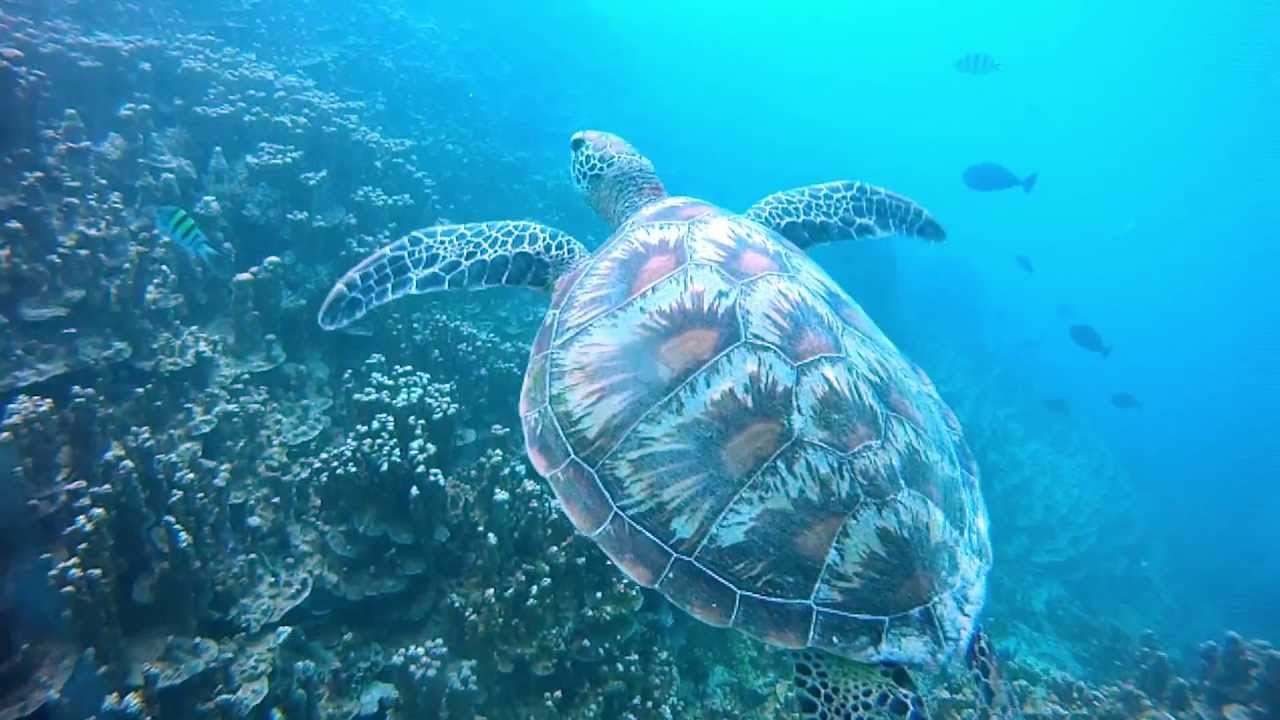 Guam Diving - YouTube