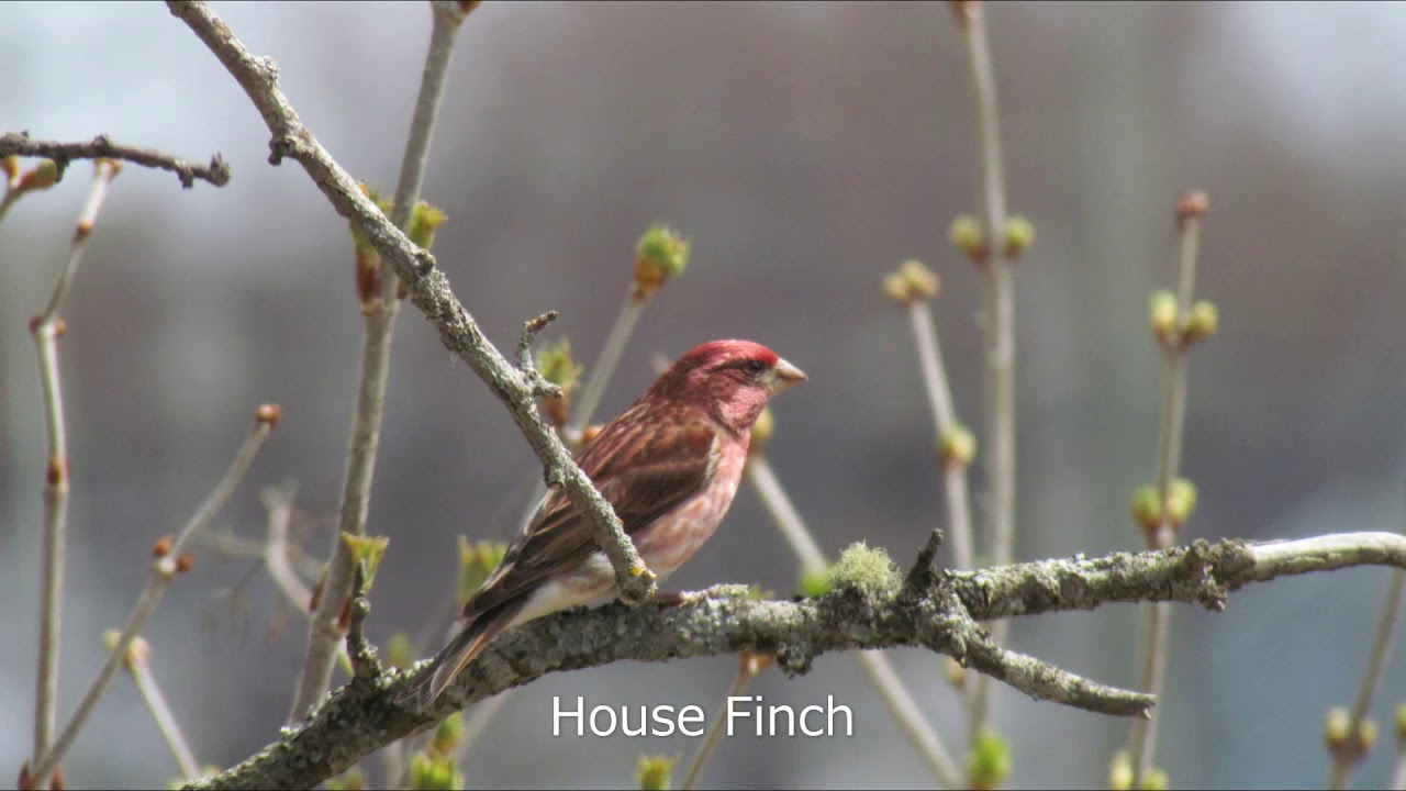 Birds of Prince Edward Island Canada - YouTube