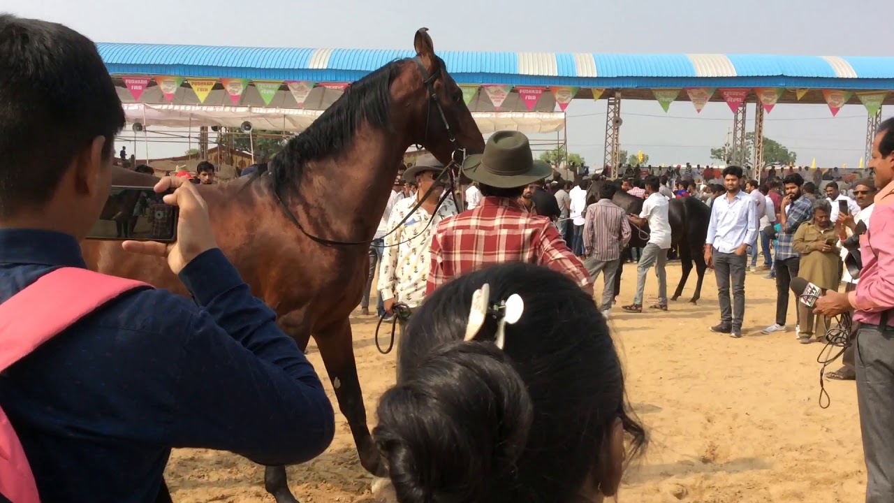 Beautiful stallion yodha sired by stallion dev @ Pushkar 2019 - YouTube