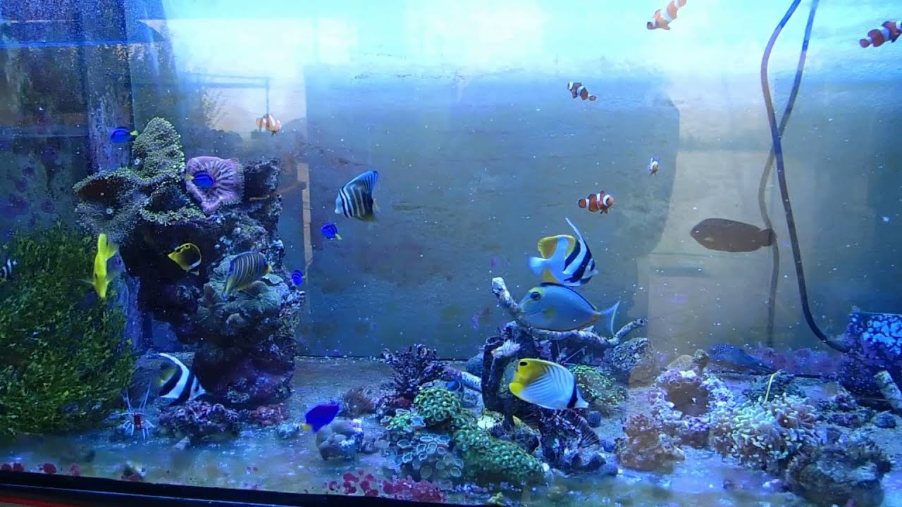 Morske ribe 19.09.2014 - YouTube