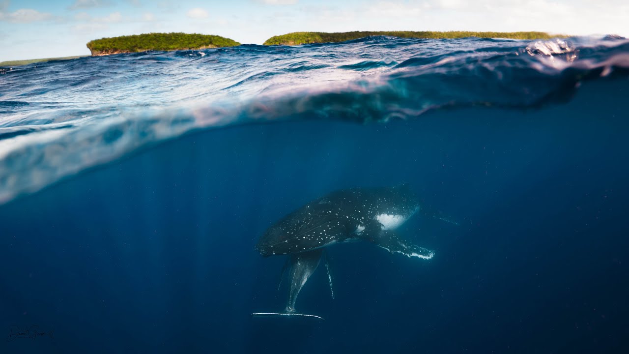 Vava'u Tonga 2025 - Swimming with Humpback Whales - YouTube