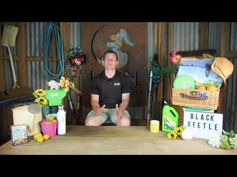 How To Kill Black Beetles In Lawn