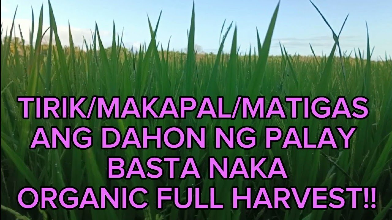 ABANGAN ANG HARVEST SA PALAY NO SPRAY KUHOL, DAMO AT INSECTICIDE! # ...