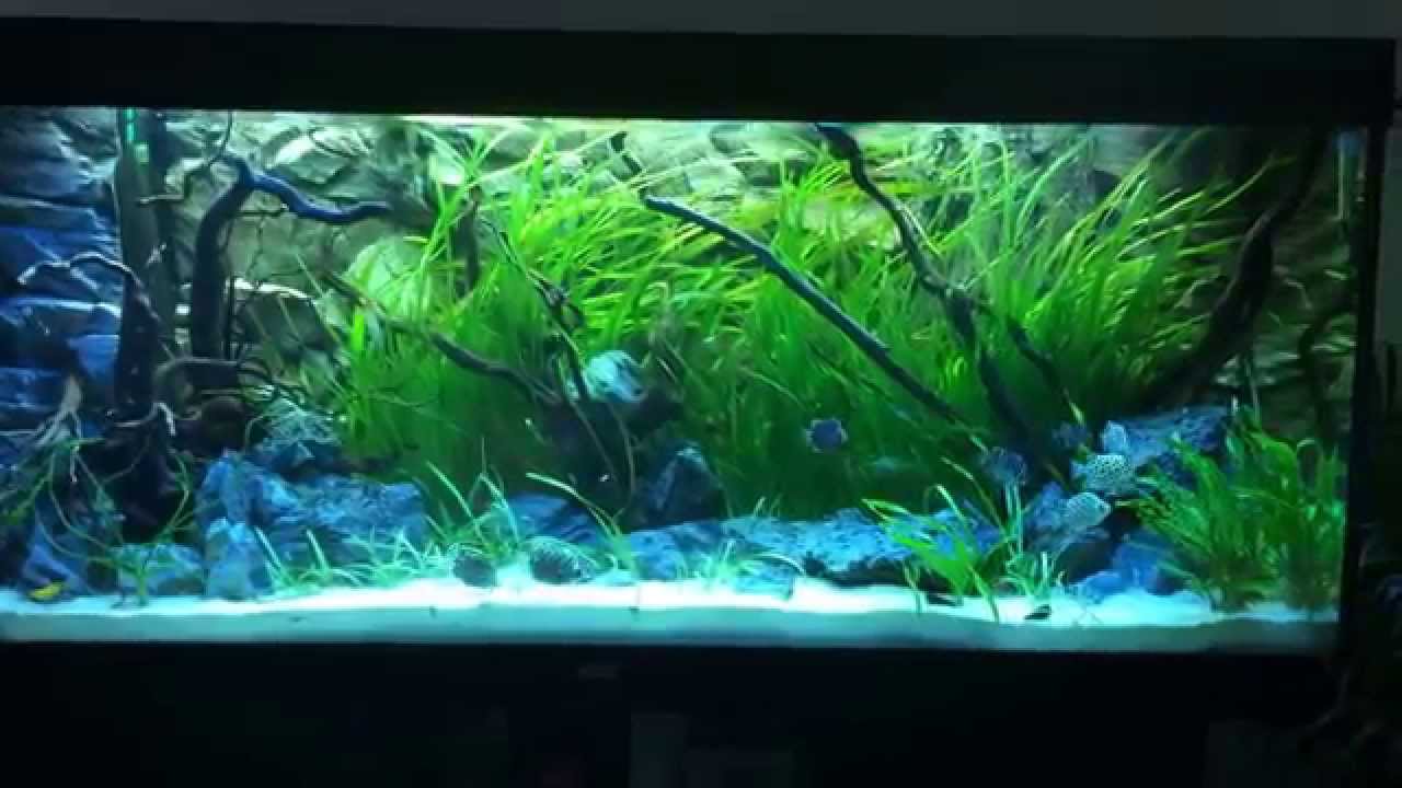 Brakish Water / Brackwasser Aquarium - YouTube