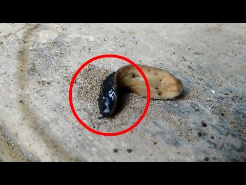 Mengenal Siput Telanjang