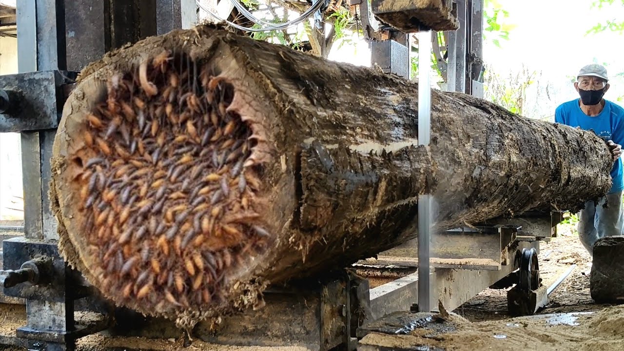 unexpected surprise 400cm long teak log at the sawmill - YouTube