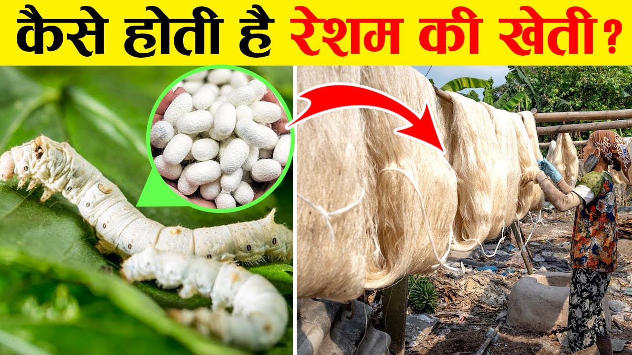 रेशम की खेती कैसे होती है ? Silk farming process - YouTube