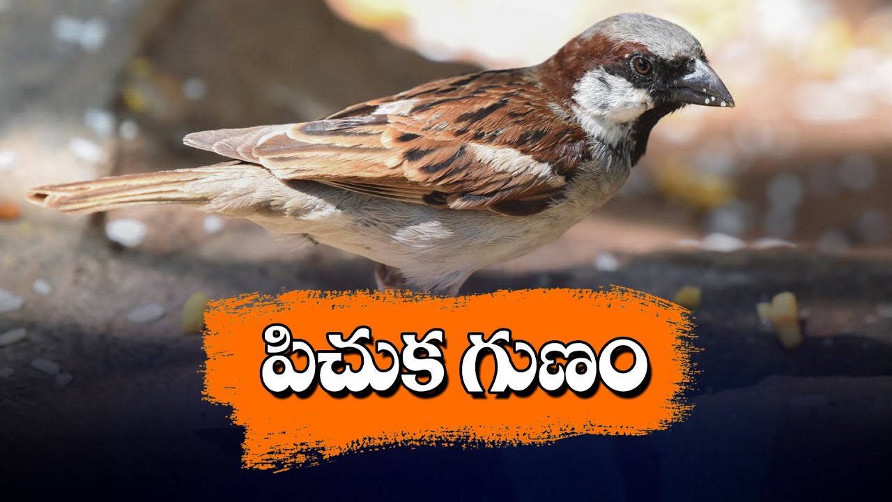 పిచుక గుణం | pichuka gunam story in telugu | animal stories in Telugu ...