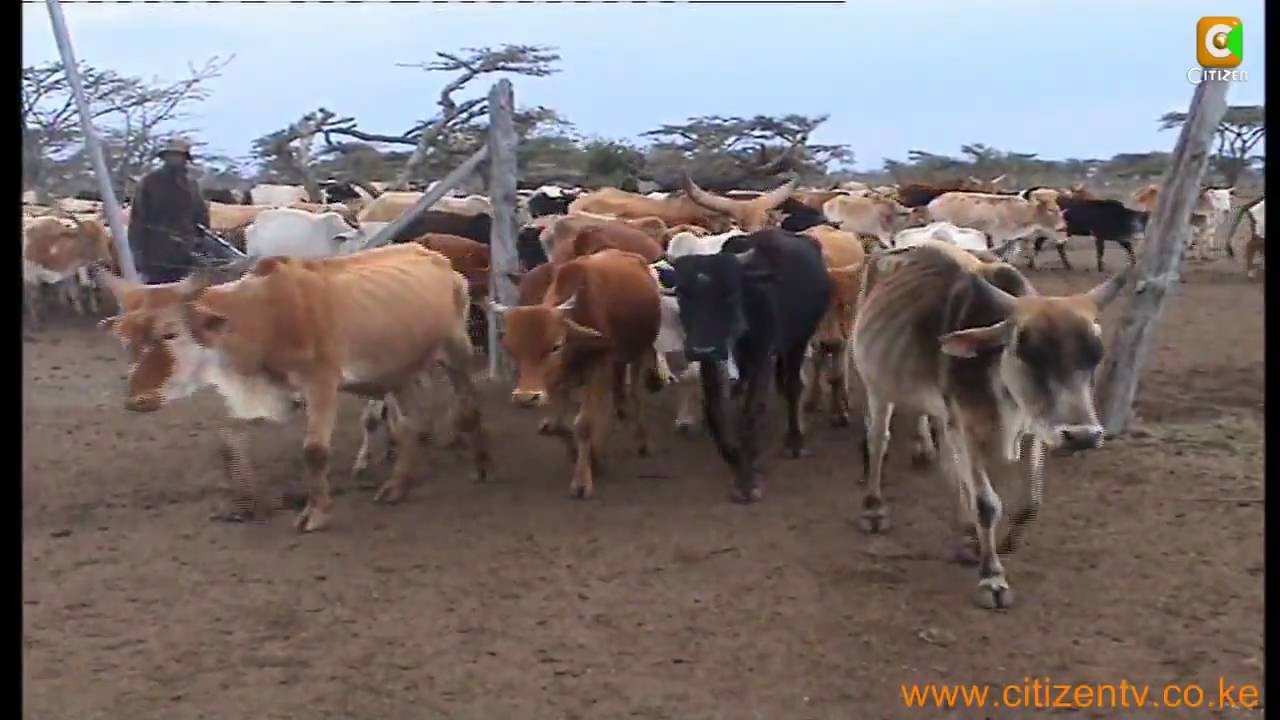 Cattle rustling way forward - YouTube