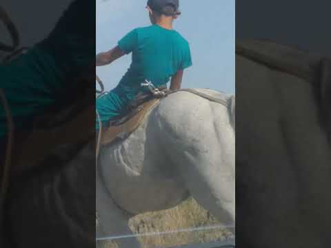 Berde rayon tumaslı kendi atlar