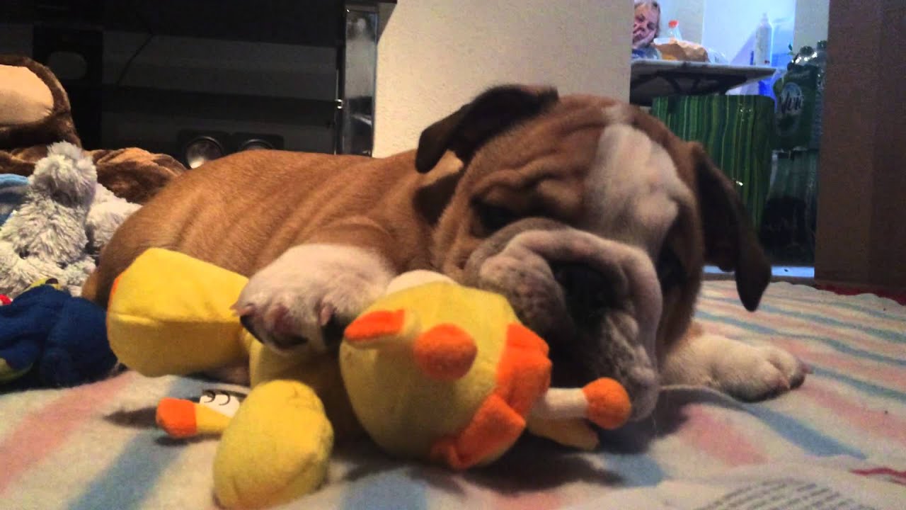 The bulldog Spike attack !! - YouTube