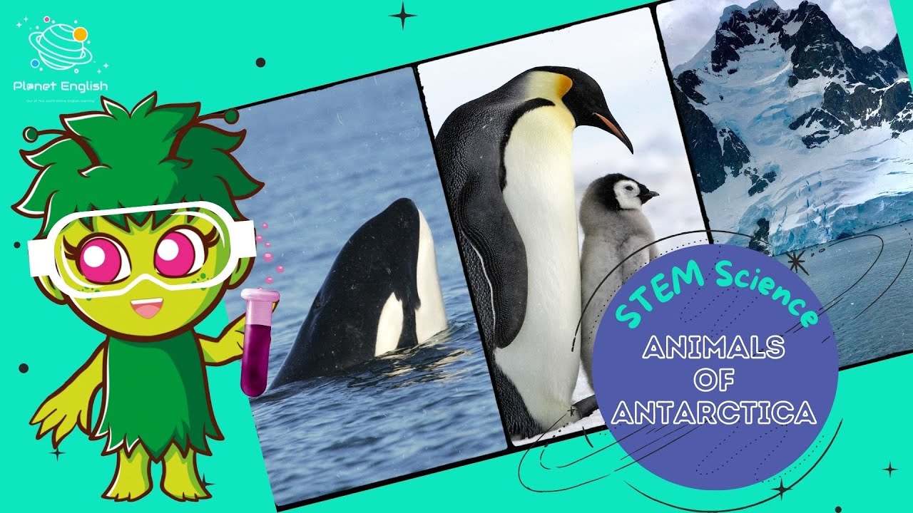Animals Of Antarctica Science For Kids STEM Home Learning YouTube animals-of-antarctica-science-for-kids-stem-home-learning-youtube