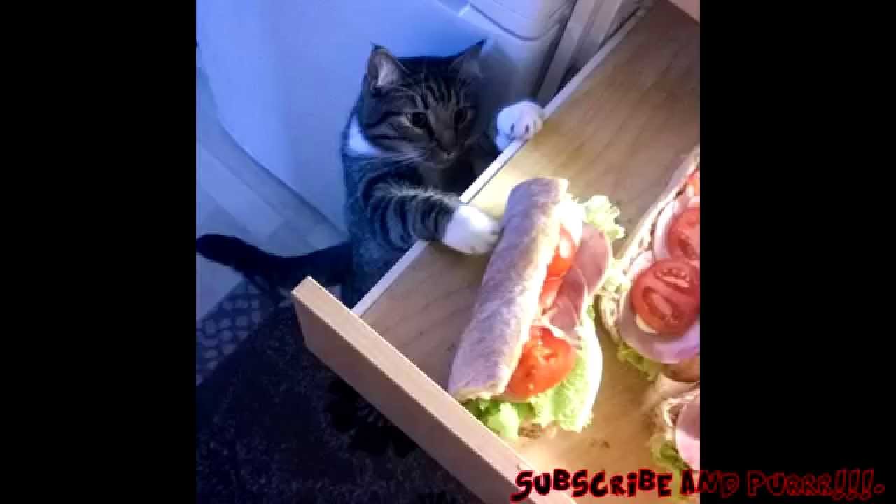 Gatos robando comida !!! - YouTube