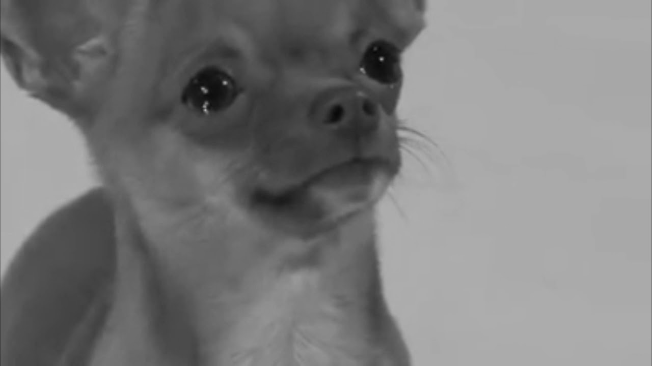 Perro Llorando con música de Hotel California [Tongo] - YouTube