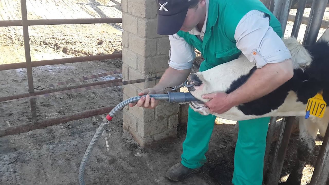 Drenching CalciVita Recharge with Drench Mate - YouTube