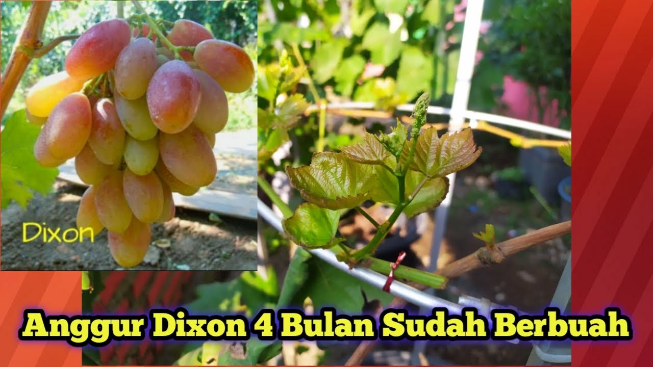 perkembangan anggur dixon super genjah#anggur import dixon#anggur dixon ...