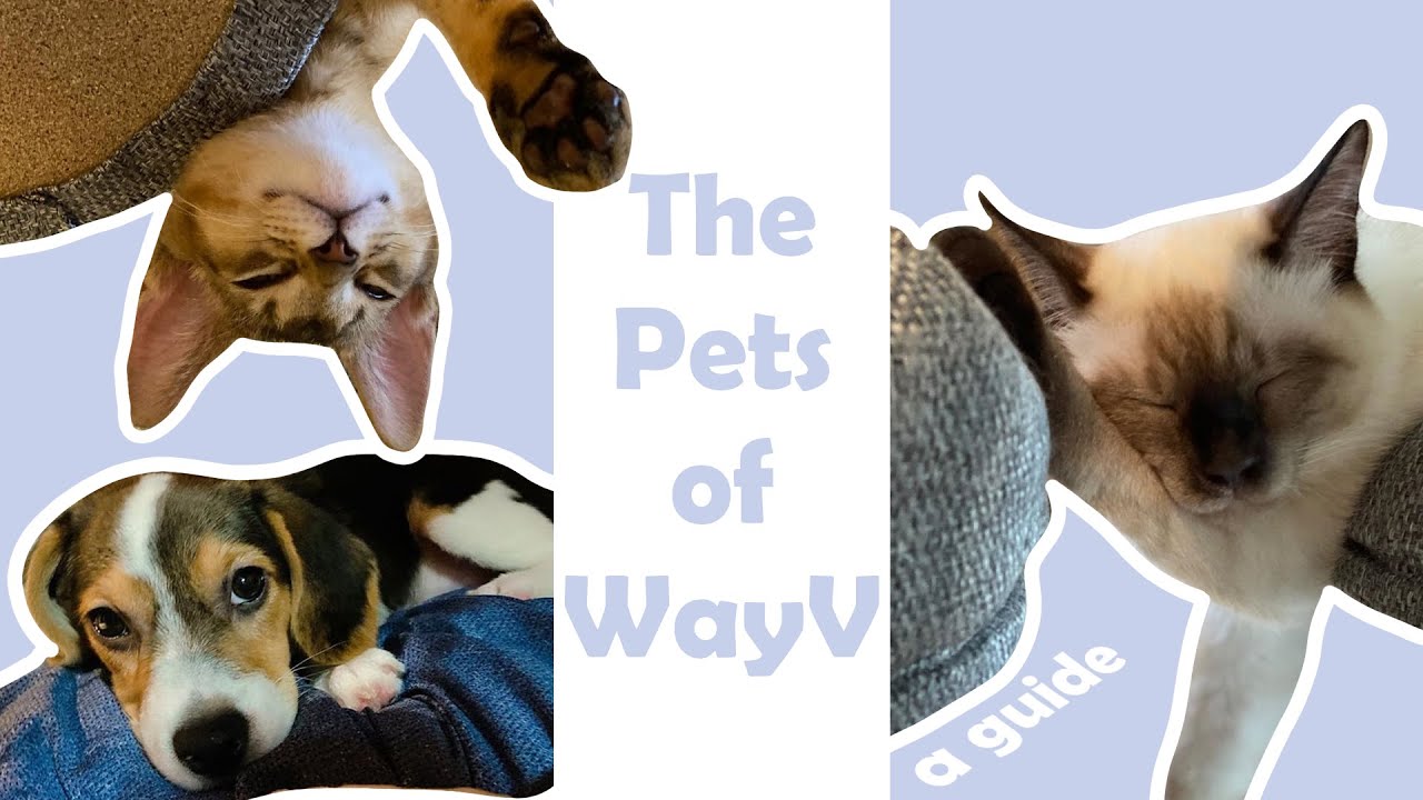 The Pets of WayV (a guide) - YouTube