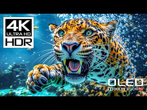 Amazing Wildlife in Stunning 4K HDR 120 FPS Video - Dolby Vision