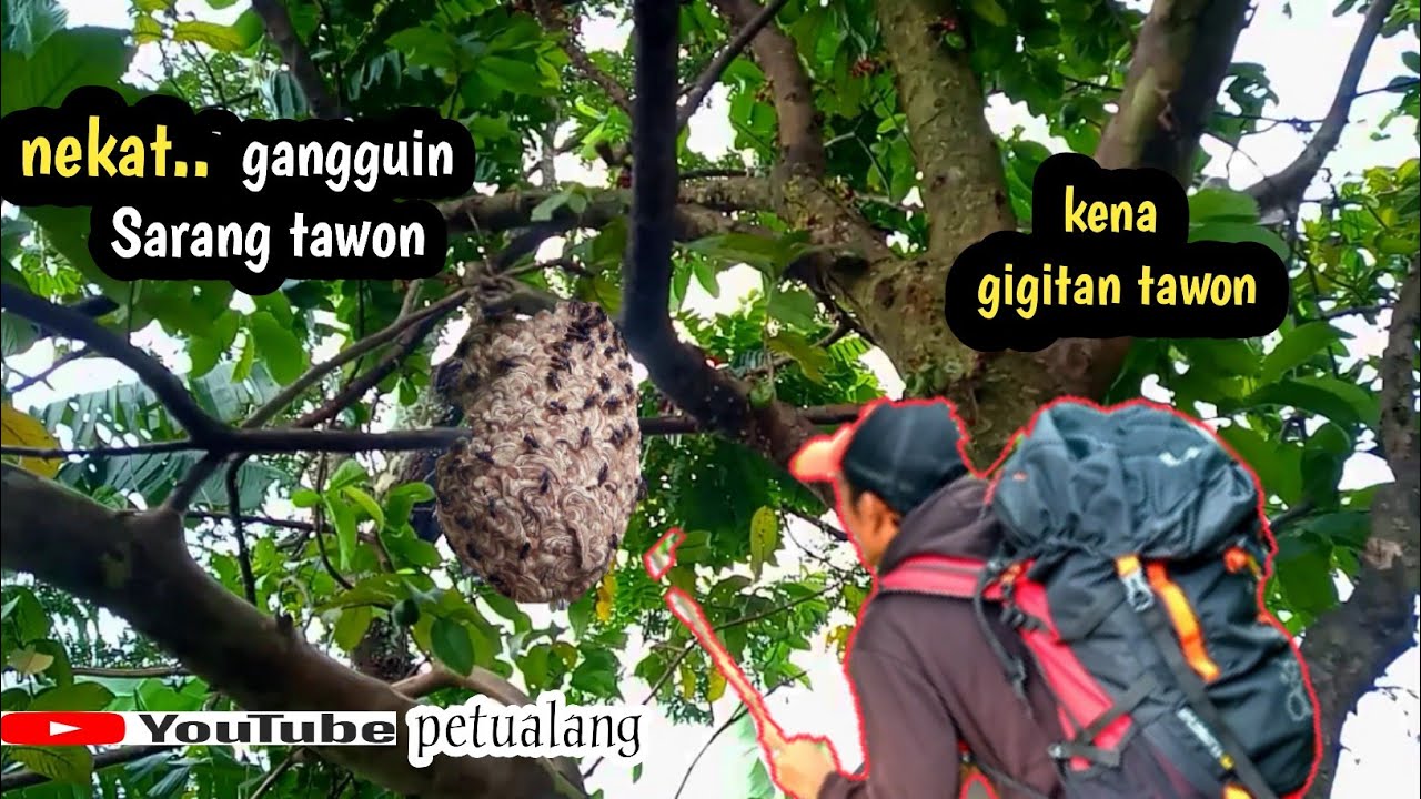 VIRAL TERBARU‼️DETIK DETIK DIGIGIT TAWON‼️AUTO BENGKAK OCAD PETUALANG ...