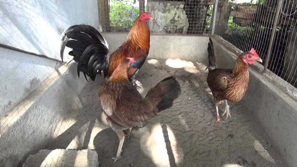 NRA Gamefarm (Travis Clark Kelso/Cardinal Kelso Pen) - YouTube