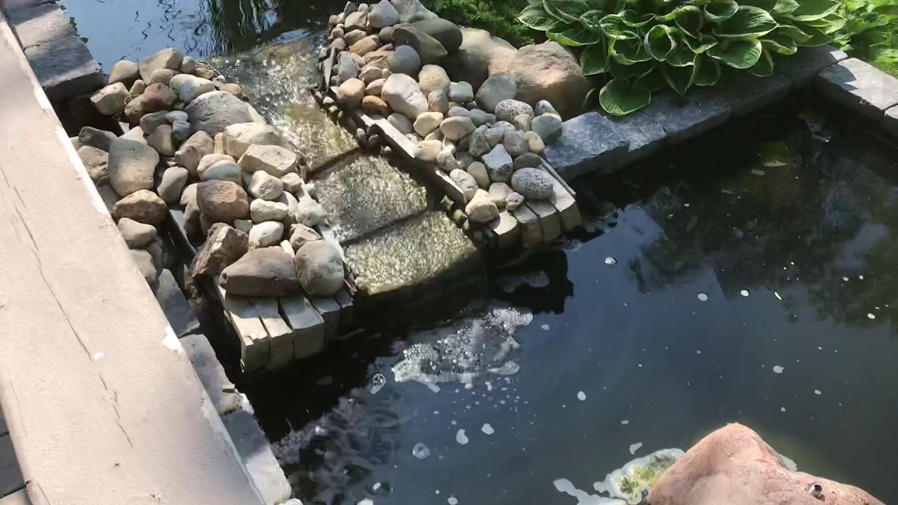 Pond Observation #5 - June 5th - YouTube