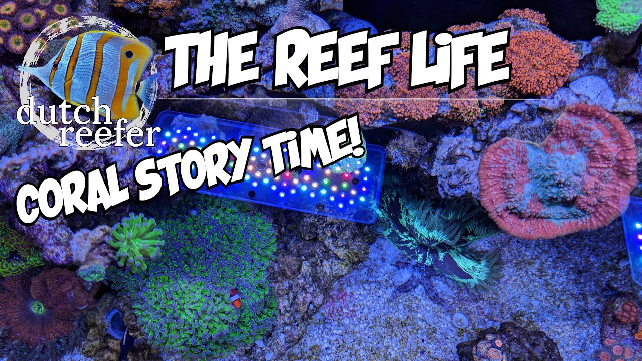 THE REEF LIFE with a bit of Coral Story Time! - YouTube