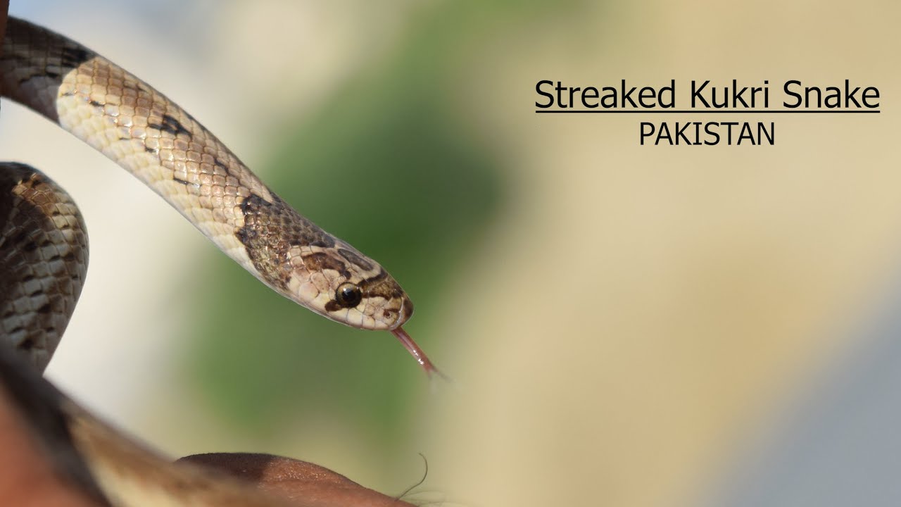 Streaked Kukri Snake | Wildlife Awareness Series | Snakes of Pakistan ...