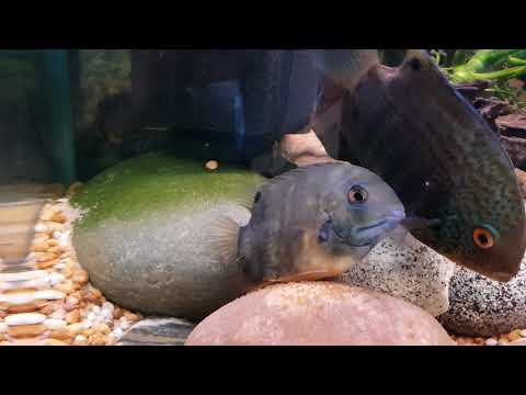 Severum (Banded Cichlid): Full Care Profile & Tank Mates