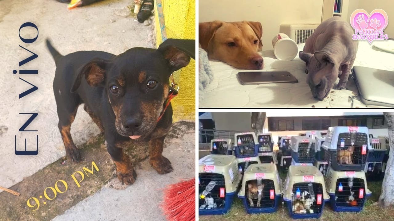 Rescate de cachorro / Recuperan más de 200 perros / Actualización de ...