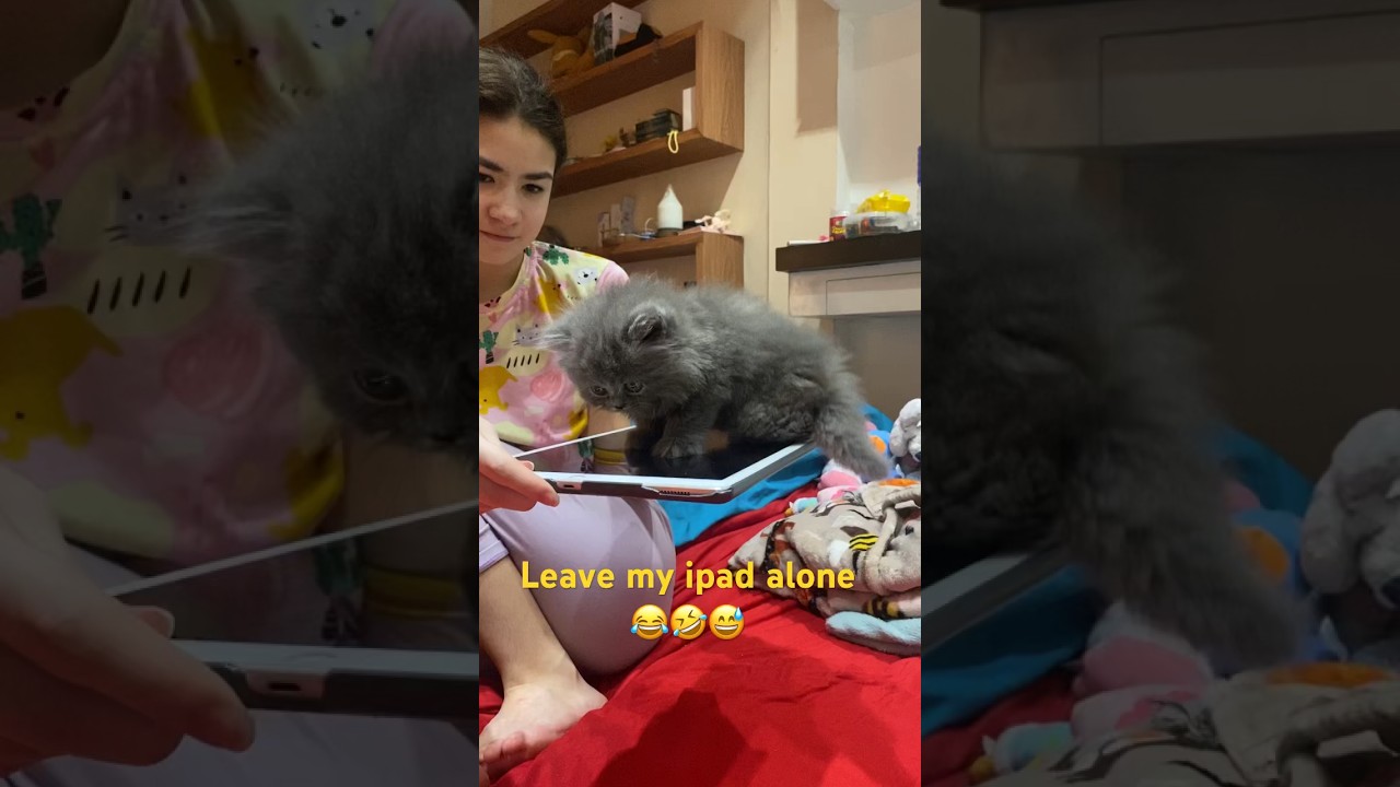 Cute cat kitten goofy stuff - YouTube