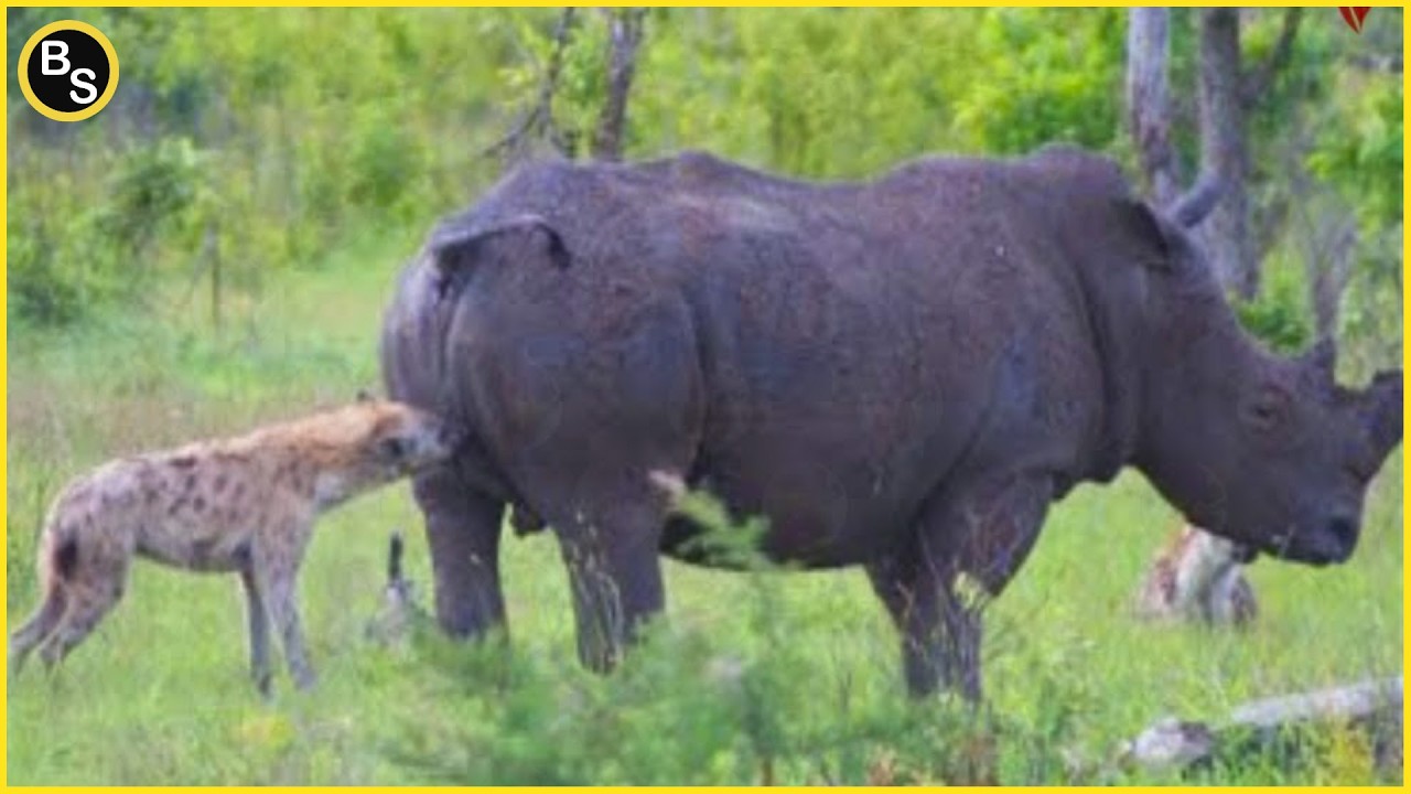 When Hyenas Messed With The Wrong Animals ! - YouTube