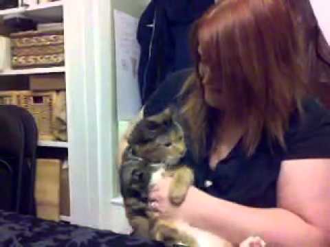 Cat yodeling. - YouTube