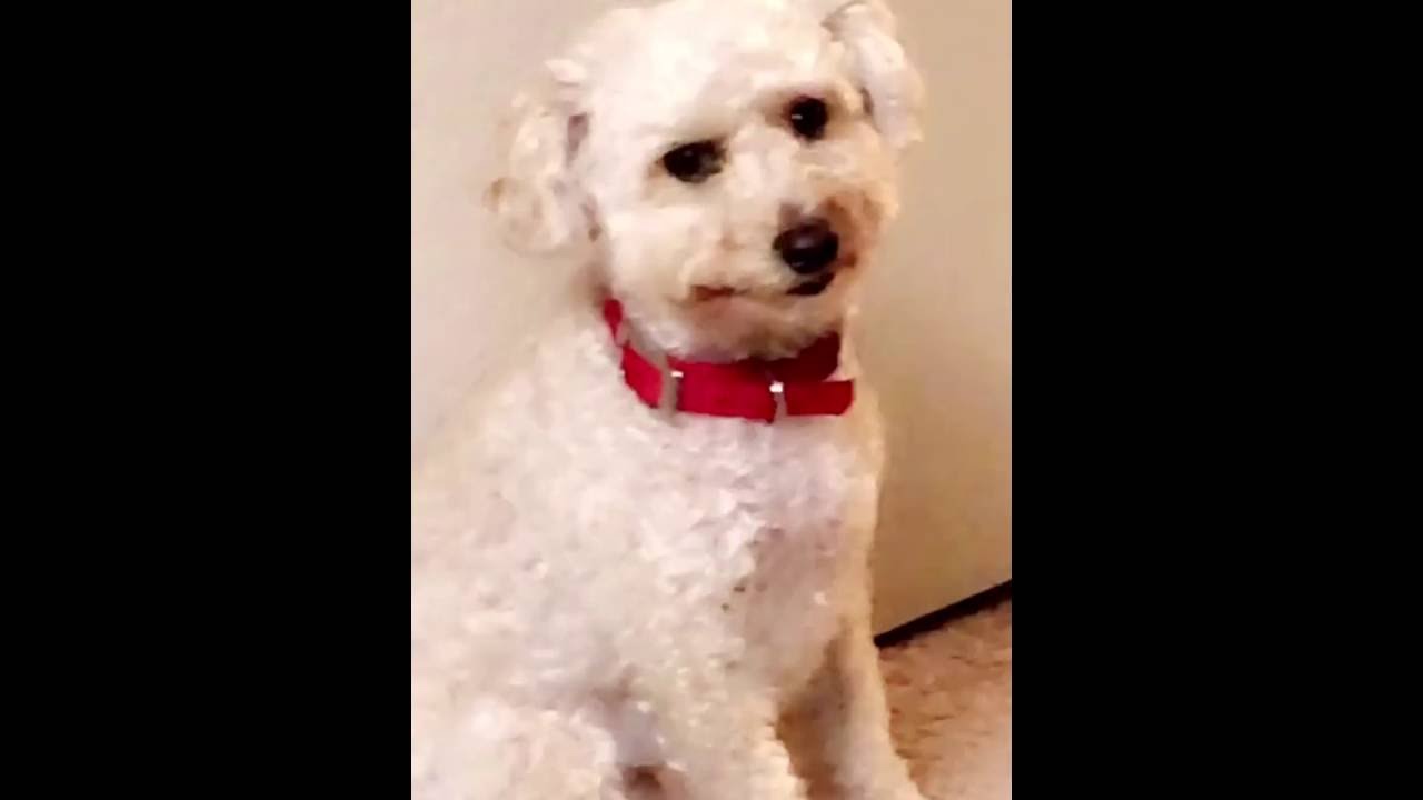 Toy poodle flehmen response - YouTube