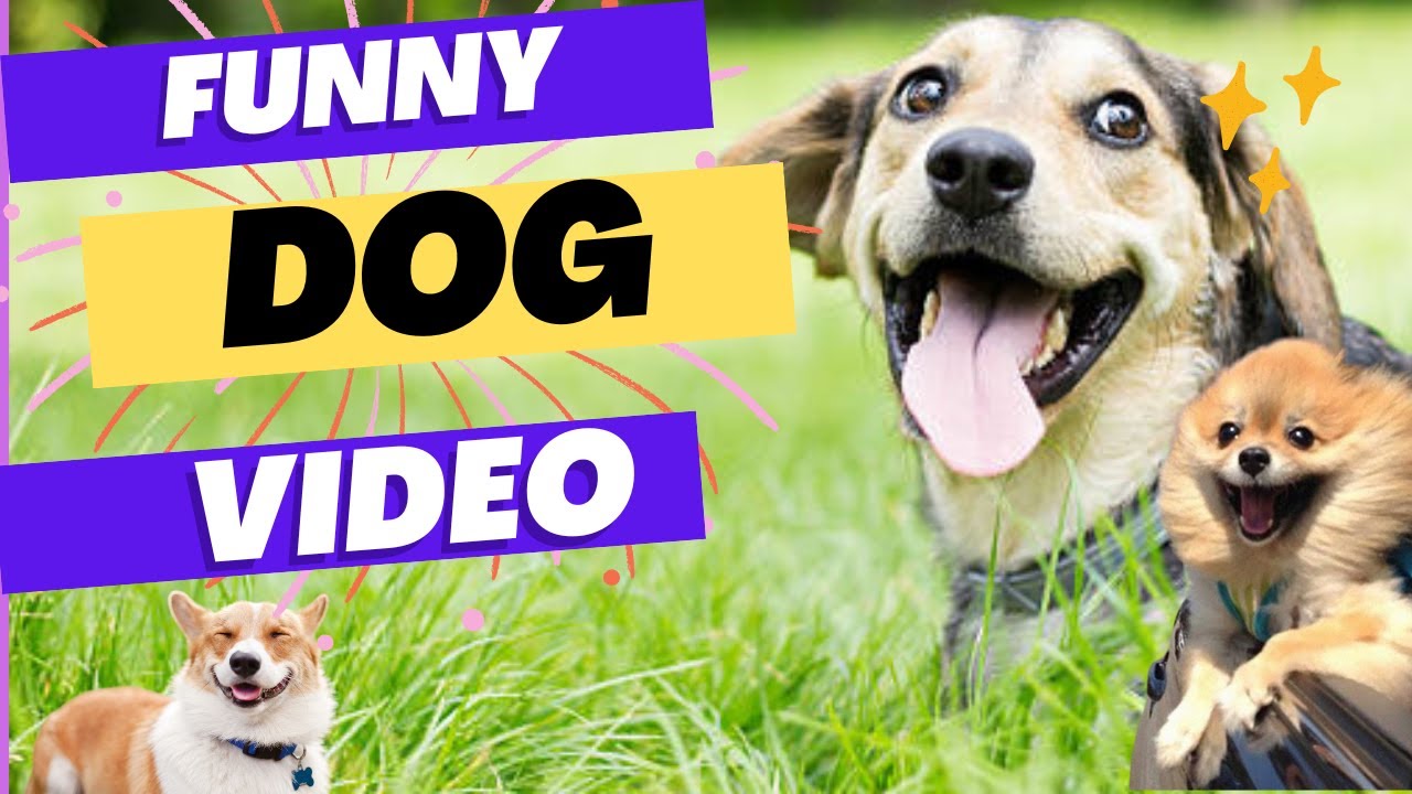 HILARIOUS Dogs 😂🤪 | 20 Minutes Of Funny Dog Videos - YouTube