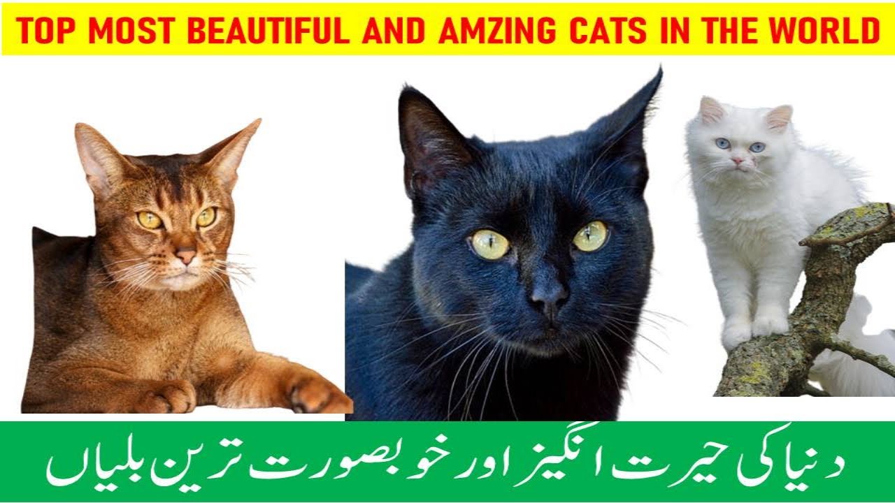 Top 10 Most Beautiful & Amazing Cats In The World | SSA EAGLE DISCOVERY ...