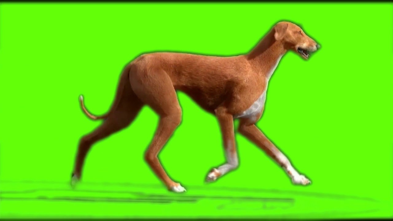 dog green screen background || green screen video || dog green screen ...