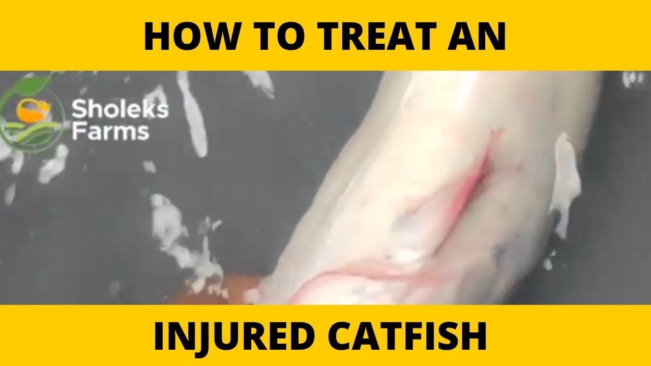 How to Treat injured catfish - YouTube