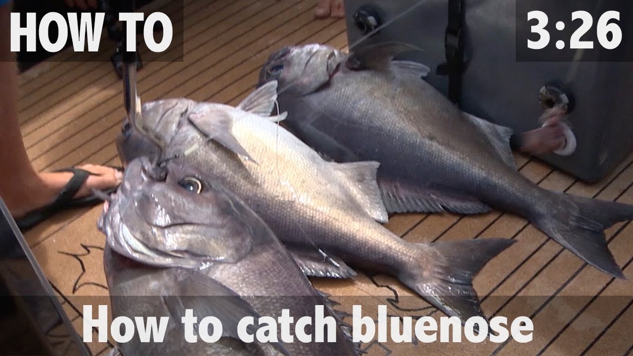 HOW TO CATCH BLUENOSE - YouTube