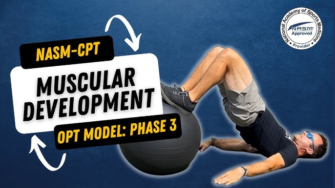 Nasm Phase 2 Workouts | EOUA Blog