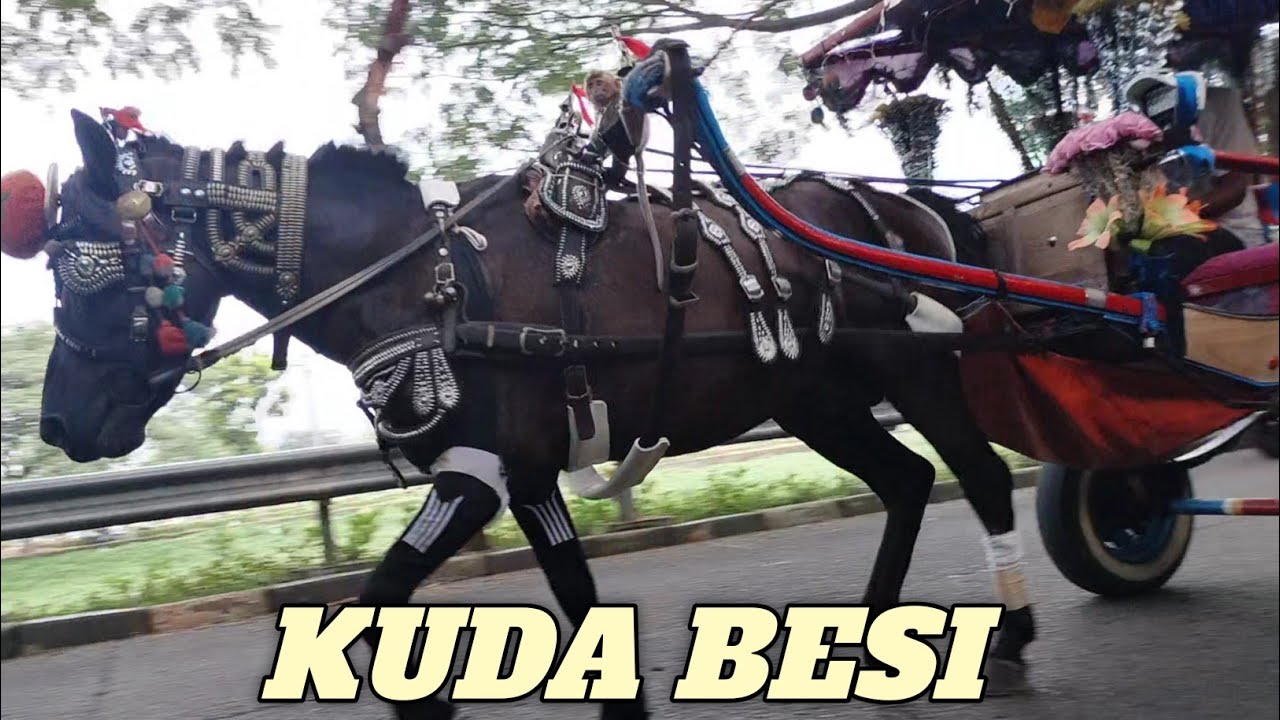 ANCIENT WAR HORSE..🤡 DELMAN KUDA PERANG..🐎🐎 - YouTube