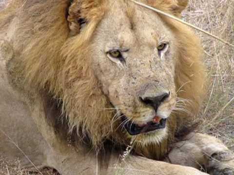 MVI_0298.MOV-Lion cleaning himself. - YouTube