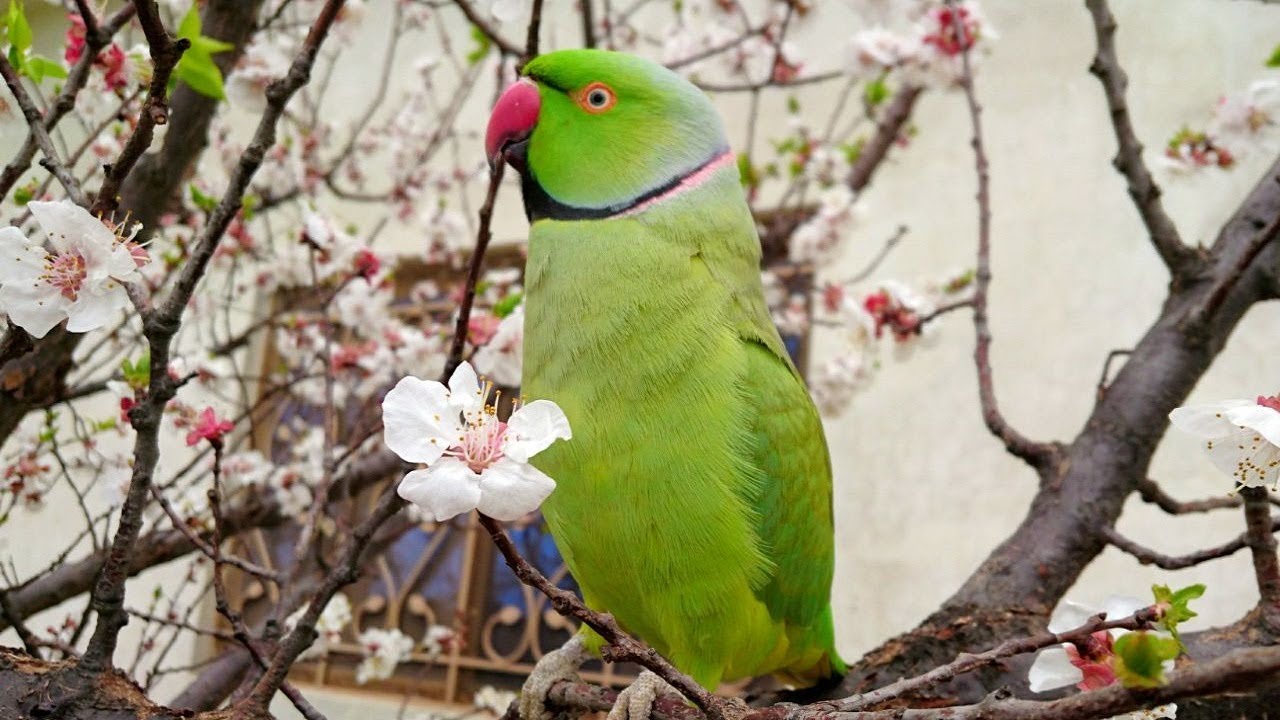 Beautiful Parrot Chirping - YouTube