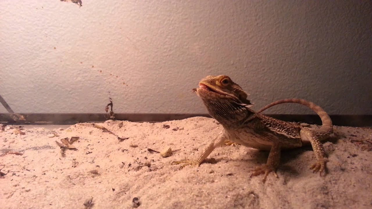Bearded dragon snake head fish lizard curly tail - YouTube