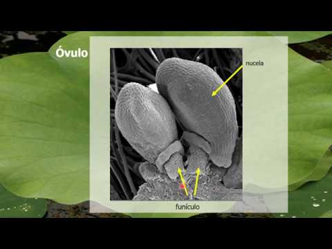 BOTÁNICA. Unidad 4: Flor. Receptáculo y simetría floral. Óvulos, (5° de ...
