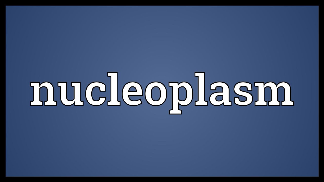Nucleoplasm