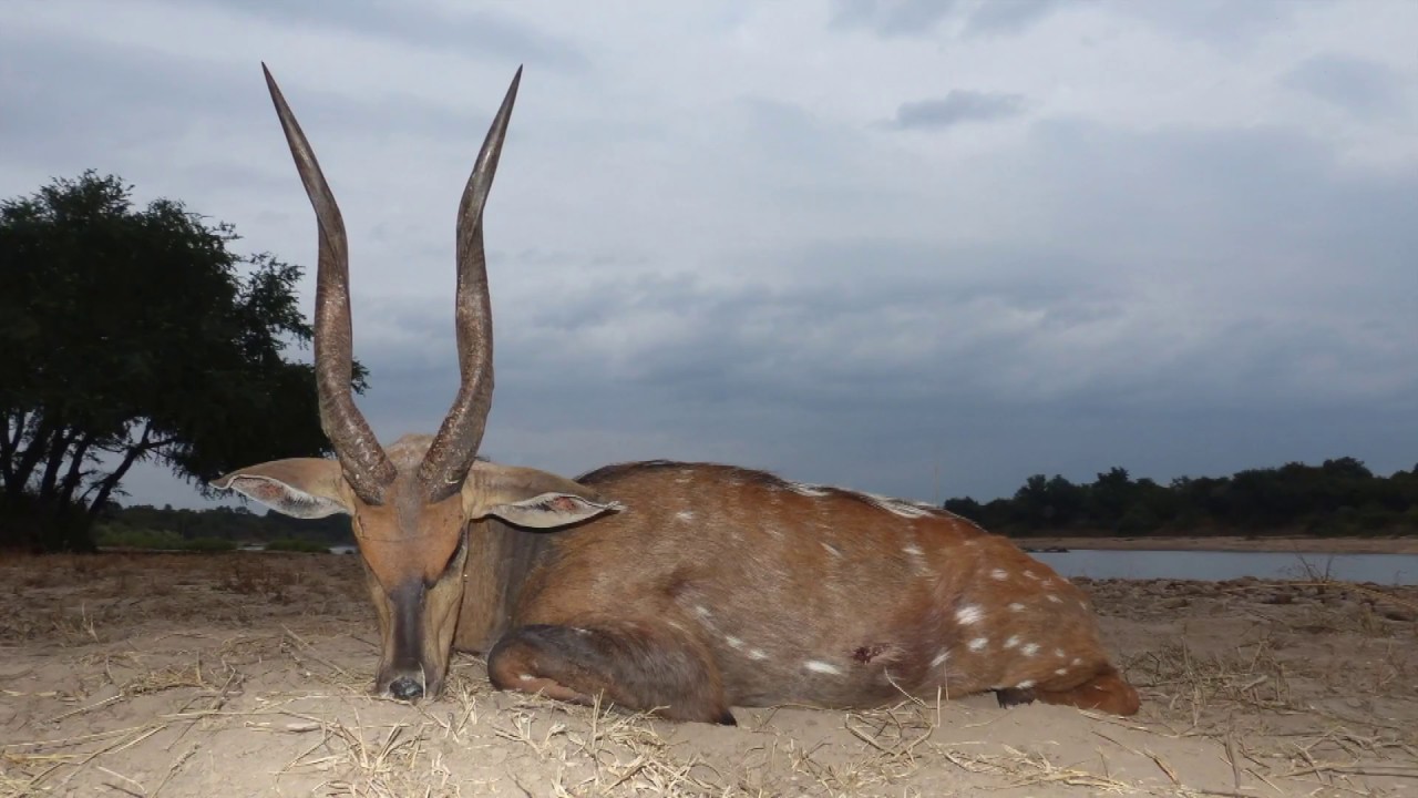 HUGE Zambia Bushbuck. Largest Bushbuck taken in Zambia!!! - YouTube