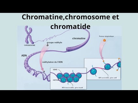 Chromatine, Chromosome ou Chromatide ? Découvrez Enfin la Différence ...
