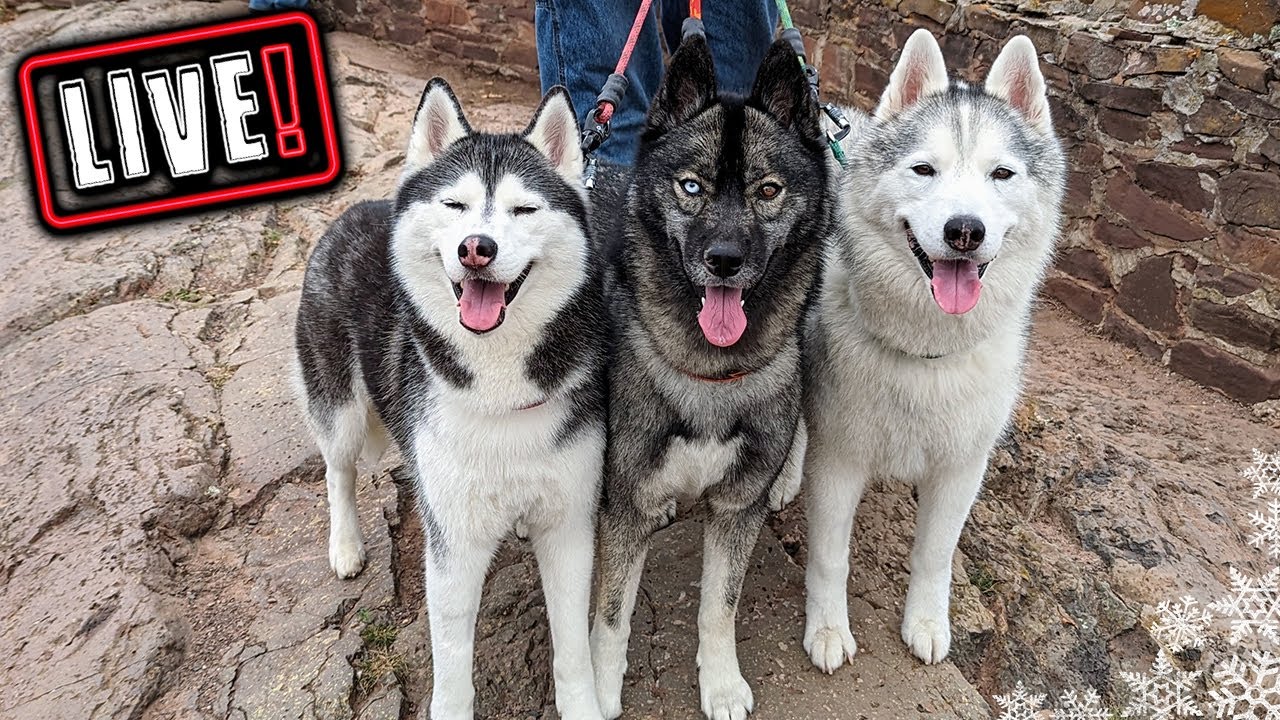 Husky Hangout LIVE 🔴 LIVE Q & A With our Siberian Huskies! - YouTube